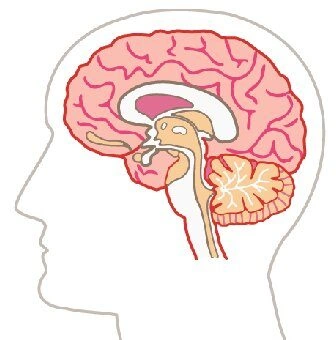 Das Hormonsystem: Basics - Facharztwissen