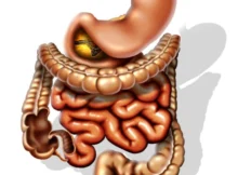 Der Darm: seine Abschnitte, Anatomie und Funktion